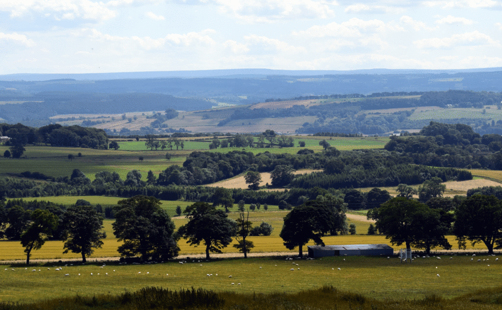DISTANT FIELD PATTERNS - JASON SKILL